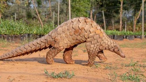 Científicos descubren nueva especie de pangolín | RED PAT