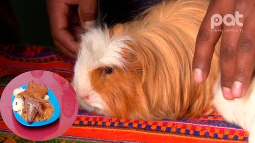 Segundo festival del Cuy en El Alto: Una experiencia gastronómica y ...