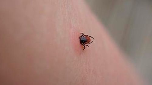 Mapeo genético de la bacteria que causa la enfermedad de Lyme abre ...